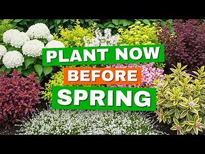 7 Shrubs to Plant Now Before Spring Arrives