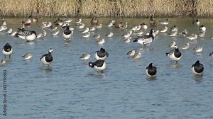Barnacle goose and wading bird in the lake