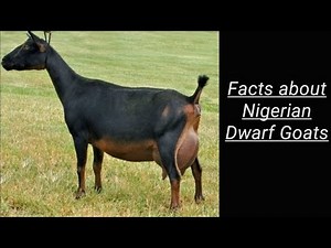 Facts about Nigerian Dwarf Goats 🐐🐐