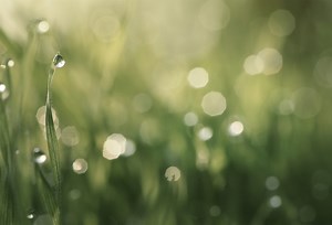 Our purpose - Terragen