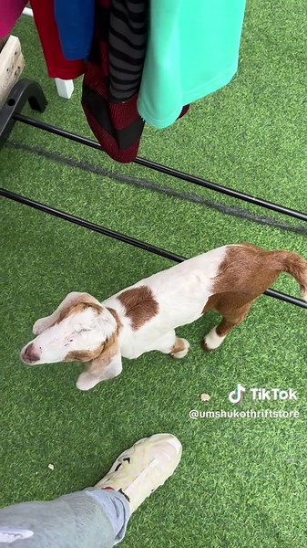 A goat 🐐❤️🥹 was visited by a goat @Umshuko Thrift Store_ Makwande ibusiso❤️📿🕯️🌅🤞🏿💯🥹📝