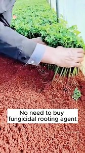 2.6K views · 19 reactions | Root rot treatment solution #gardeningistherapy #gardeninglife #organicgardening #homegardening #vegetablegarden | Gardening Lab | Facebook