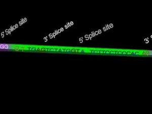 Bioinformatics Animation - Beta Thalassemia - Splicing