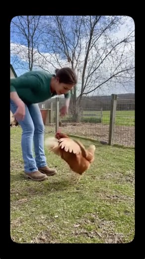 Chicken Learns to Fly in Backyard! 😮🐔✈️