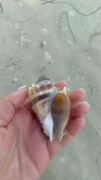 Enjoying hidden beach at Shell Key!! #shelling #beach #gilzshellz #nature #florida