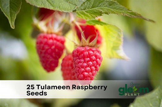 25 Tulameen Raspberry Seeds - Etsy