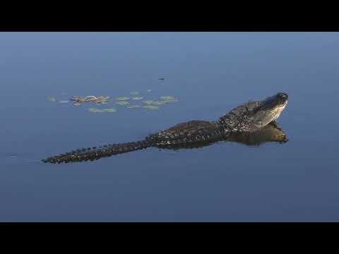 Alligators splash the water with their jaws