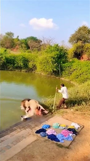 Aunty kapde dho rahi thi, Achanak sher aya or jungle pe le gaya😱