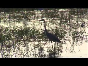 2013 FLW TV | Lake Okeechobee