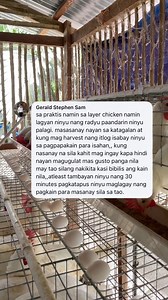 Here is an additional tips for your backyard poultry about installing radio inside and how it affects our layer chicken in handling stress and sudden loud noises. Thank you sir, Gerald for sharing this! #poultryfarming #RTLchicken #layerchicken | Dodong King