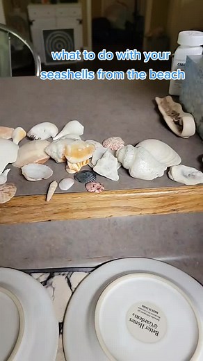 How to Clean and Preserve Seashells: A Step-by-Step Guide