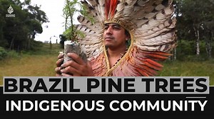 Brazil’s Indigenous community works to save endangered pine trees - The Global Herald