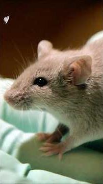 How showing mice The Matrix helped scientists learn about the brain