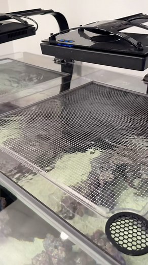 8K views · 196 reactions | Need a lid? I did!  Checkout @thekrakenreef for an easy process and a dope fit! Great service and a quality product! #aquariumlid #aquariums #aquariumhobby #saltwateraquarium #saltwateraquariums #krakenreef #kavemanaquatics | KaveMan Aquatics | Facebook