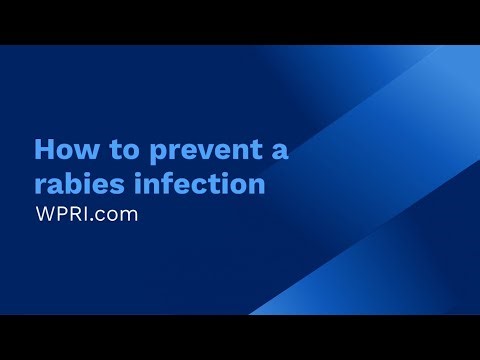 VIDEO NOW: How to prevent a rabies infection