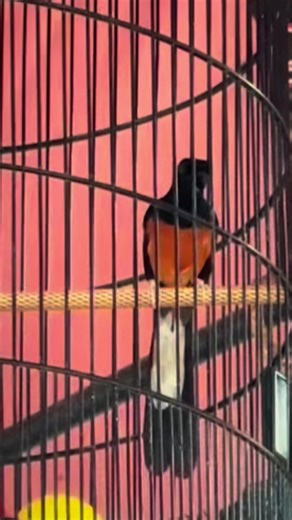 Exploring the MINI COOPER: A Comprehensive Overview