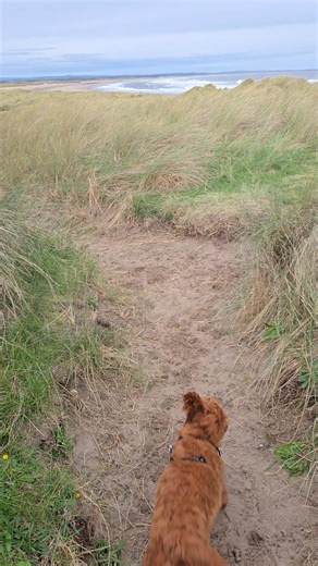 Beach part 2 in the dunes with a zoomie | Cockapoo called Teddy