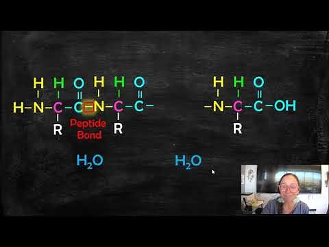 Peptide Bonds Forming a polypeptide