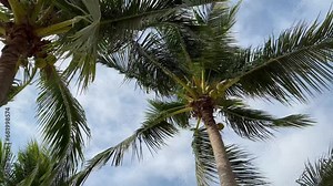Palm trees are part of the ecosystem to maintain a moist environment and soil stability.