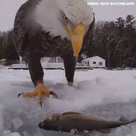 BIRD STEALS FISH: Nick Batchelder and his friends had made their first catch of the day when a bald eagle swooped down and helped himself to a meal. 😂 One man's catch is another bird's meal, apparently. STORY: https://bit.ly/2MlqTMK | FOX 35 Orlando