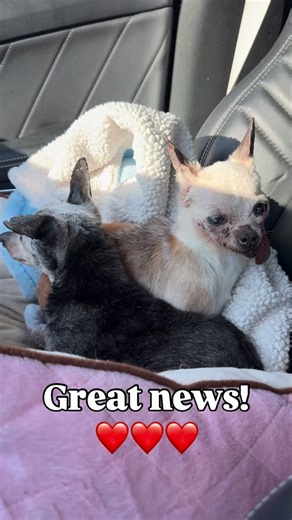 Bobby Humphreys on Instagram: "We’ve got some good news from my oldest two Islanders today. First off, Romeo is over his urinary track infection and his thyroid is looking great right now. The bigger news, look who’s coming home with him. Rita! My old girl is not as bad as I thought. She’s making quite the comeback rather quickly. While normally, I would wait a day or two to take them in, I don’t mess around with somebody as delicate as she is, and it looks like you paid off. She’s a strong girl