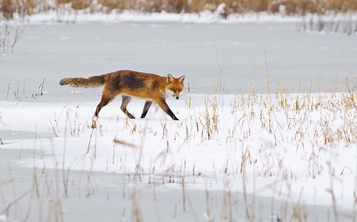 Red Fox Activity | Wildlife Online