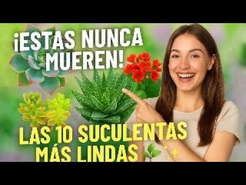 10 suculentas que no se mueren aunque seas principiante