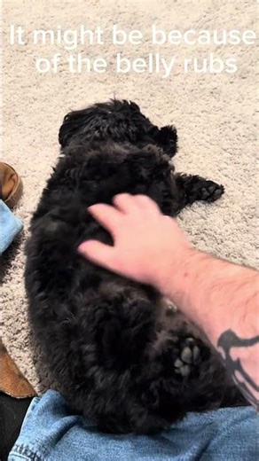 Cute Dog Bedtime Short | Otto’s Favorite Way to Wind Down