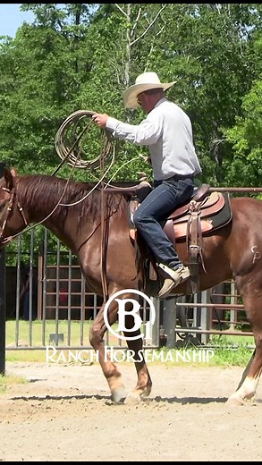 Set your rope horse up for success with our Rope Horse Series at b1horsemanship.com #BEONE #b1 #beoneofus #horse #horselove#horsemanship #horseriding #ranch #ranchlife #ranching #justranching #cowboycool #b1horsemanship | B1 Horsemanship
