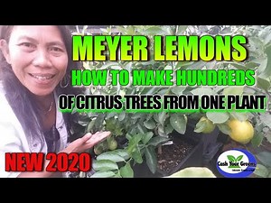 HOW TO GROW HUNDREDS OF MEYER LEMON TREES FROM 1 PLANT