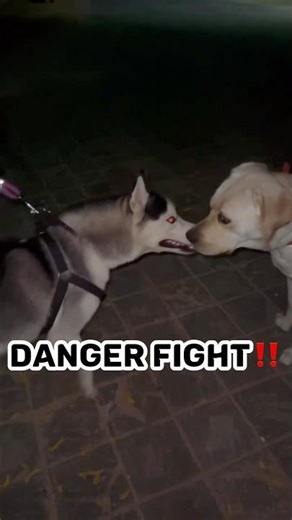 Husky Vs Labrador‼️#shorts #shortsfeed #dog #dogshorts #husky #labrador #viral #trending #ytshorts