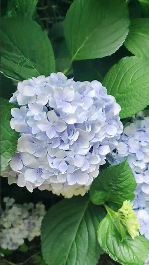 Mophead Hydrangeas: Stunning White & Pale Lime Varieties | Growing Tips & Care Guide