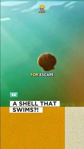 The Scallop That Can Swim?! Nature’s Most Unexpected Escape Artist😱 #animalfacts