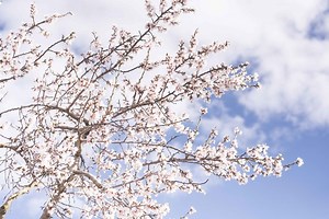 Rare Gallery wallpaper