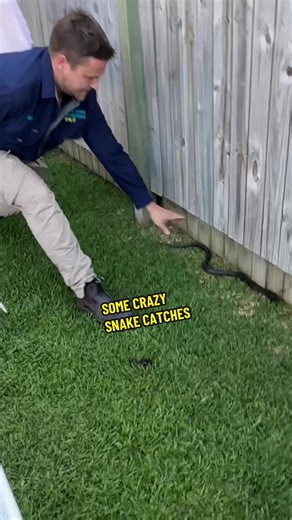 Close Calls: Snake Catching Adventures