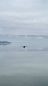 134K views · 4.3K reactions | Beautiful Birds Flying in Slow Motion ️✨ Gorgeous Dalmatian Pelican in Video by Sean Weekly  #art #birds #slowmotion #pelican | Fubiz | Facebook