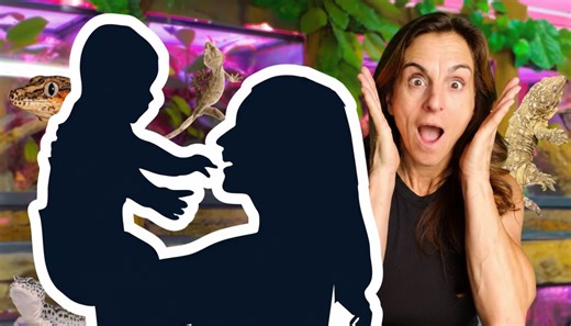 Why sudden exposure can disrupt gecko behavior and health