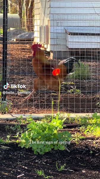 Our first sign of spring (sound up for bird chirps 🥹) #spring #flowers #poppies #flowerfarm #countrylife
