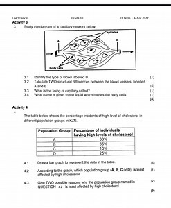 Activity 3Study the diagram of a capillary network below.3.1... | Filo