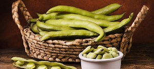 How to Harvest Fava Beans | DoItYourself.com