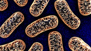 Mitochondria Transplants Could Revolutionize Disease Treatment and Increase Life Expectancy