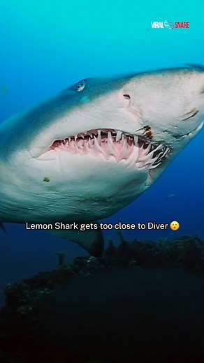 Diver came across a Huge Lemon Shark and Films It Up-Close #viralsnare #sharks #diving #underwaterlife #lemonshark #viral | ViralSnare