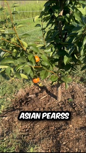 How to Tell When Asian Pears Are Ripe 🍐✨ Asian pears ripen on the tree—which means once you pick them, they won’t get any sweeter. That’s why timing is everything. ✅ Look for full color (yellow-golden, depending on variety) ✅ Gently twist—ripe pears snap off easily ✅ Taste test: they should be crisp, juicy & sweet Harvest at just the right moment and enjoy that irresistible crunch straight from your backyard orchard. . #asianpears #harvesttips #orchard #harvest | Stark Bro's Nurseries