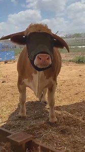 With tears, Freedom Farm Sanctuary documented the cows’ heartbreaking response to the loss of their beloved Gali. 💔 They searched for her, crying and running, unable to be comforted - even their favourite treats couldn’t distract them from their grief. 😔 Those who had never lived on dairy farms reacted most strongly, having never known death or separation. Others, shaped by years in the industry, showed a painful indifference - loss had become familiar to them. 😢 Their grief is a powerful rem
