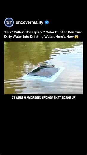 This Pufferfish Inspired Solar Purifier Can Turn Dirty Water Into Drinking One #tech #shorts #solar