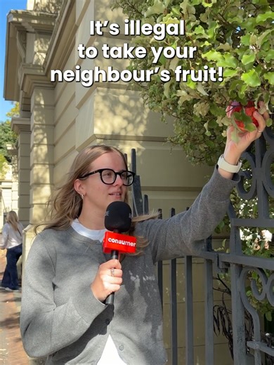 Understanding Your Rights Around Neighboring Trees