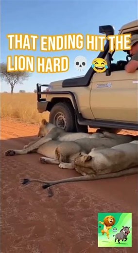 Lion vs Warthog Funny Moments | That Ending Hit the Lion HARD 💀😂