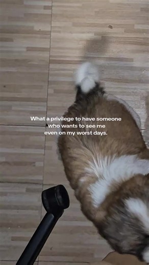 What a privilege to have someone who wants to see me even on my worst days. #affiliatemarketing #shihtzusoftiktok #melio #dogsoftiktok #furparent