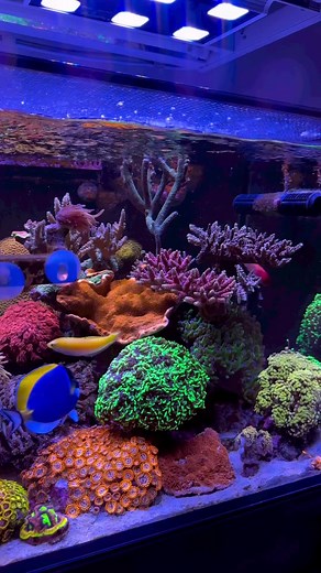 •feeding time •@GHL Aquariumproducts @Aquaforest 🇬🇧 UK Reefer 🇬🇧 ~~~~~~~~~~~~~~~~~~~~~~~~~~~~~~~~~D&D Reef pro 1200 ~~~~~~~~~~~~~~~~~~~~~~~~~~~~~~~~~ @ghl_aquariumproducts * Profilux 4 * KH Director * Stand Alone * 3 x Mitras LX7206 * GHL Aquaticlife T5 Hybrid ~~~~~~~~~~~~~~~~~~~~~~~~~~~~~~~~~ Coral supplements @aquaforest.eu ~~~~~~~~~~~~~~~~~~~~~~~~~~~~~~~~~ CaRx Kalkwasser #reeftanksofinstagram #reefpackj #reels #reefaholiks #eatsleepreef #reefscape #marinefish #reeftank #reef2reef #reeffi