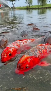 “The Red King in a Colorful Ocean Kingdom 🐠👑✨”. #RedKing #ColorfulFishTank #LuxuryAquarium #OceanVibes #ReefTankLife #BeautifulAquarium #FishLovers #AquariumDecor #AquariumInspiration #MarineLifeLovers #TropicalFishTank #AquariumGoals #FishKeepingCommunity #UnderwaterWorld #OceanMagic #AquariumAddict #ReefTankSetup #FishTankDesign #AquariumPhotography #AquariumPassion #CoralReefTank #VibrantAquarium | Insider Fish